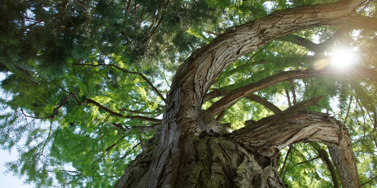 Erbschaften & Legate